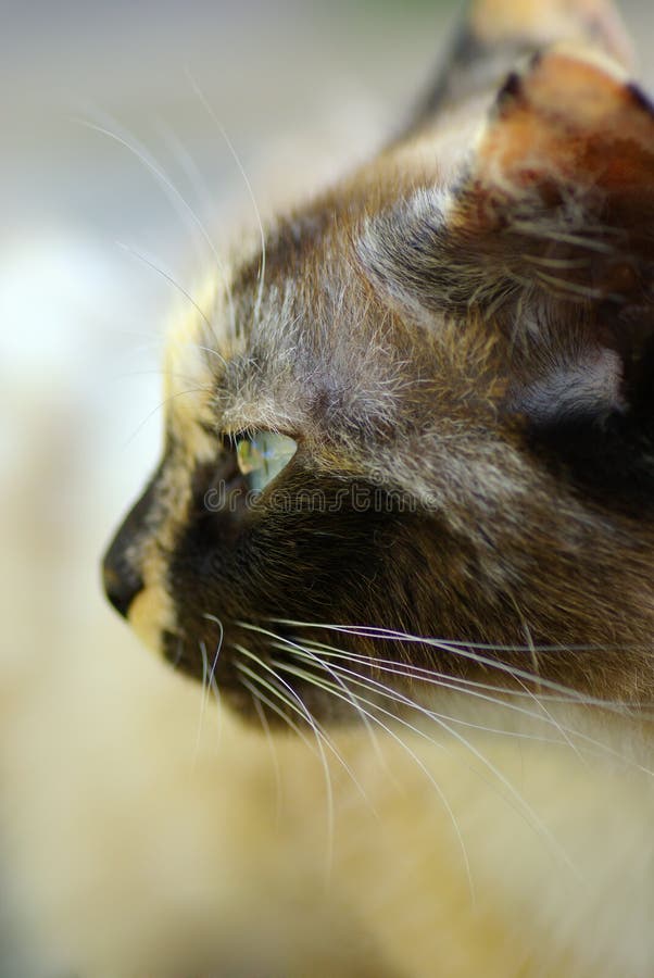 Cat face close up stock image. Image of face, bright - 27195935