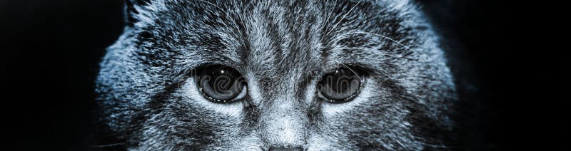 Cat Face Close Up, Front and Back Image Blurred with Bokeh Effect Stock ...