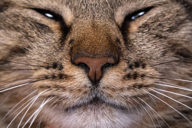 Cat Face Close Up. Macro Shot of a Brown Cat Nose Stock Image - Image ... Cat Face Close Up. Macro Shot of a Brown Cat Nose Stock Image - Image ...