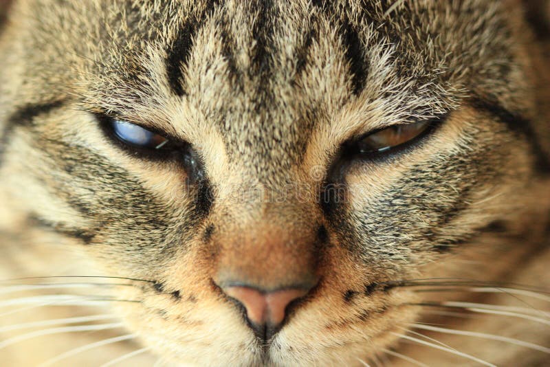 Cat face close up picture stock image. Image of kitty - 92445885