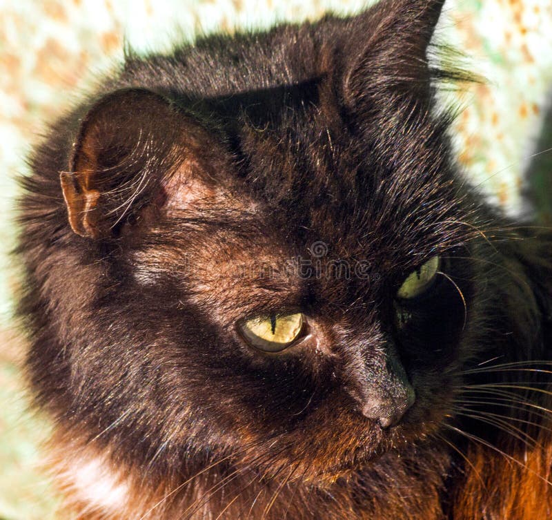 Cat face close up portrait stock image. Image of face - 157185683