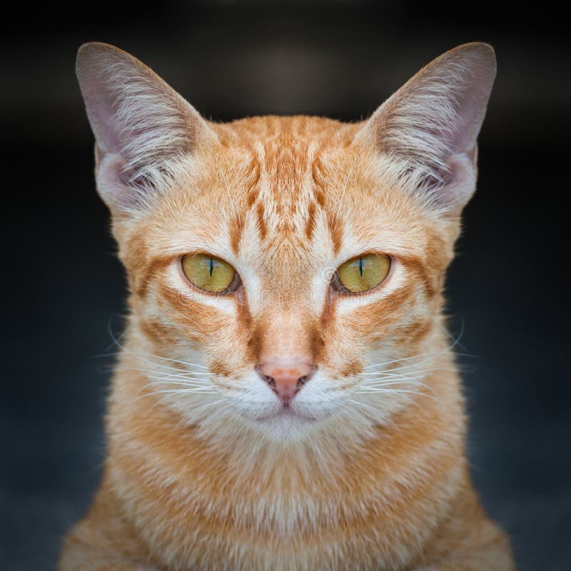 Cat face close up stock photo. Image of look, pedigree - 82728822