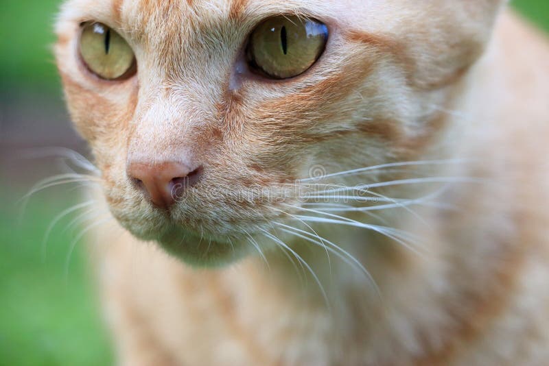 Cat face close-up stock image. Image of cats, domestics - 39545715