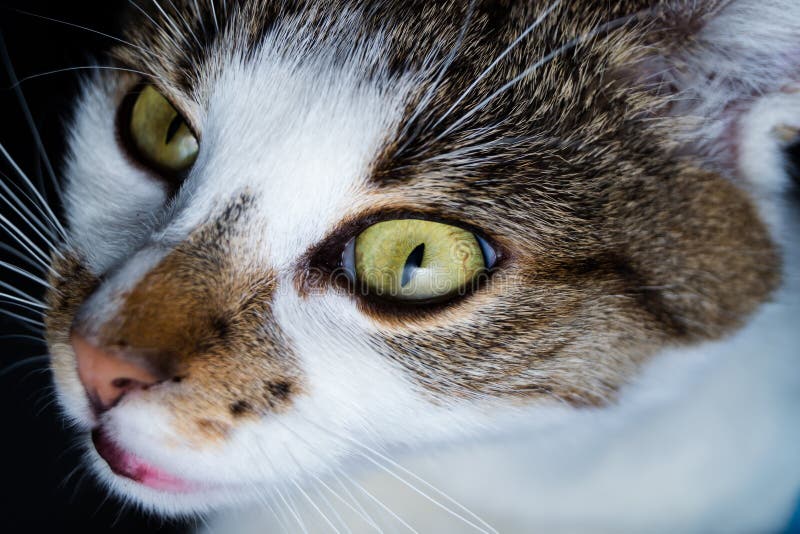 Side View Cat's Face Stock Photos - Download 1,637 Royalty Free Photos