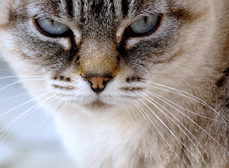 Cat face closeup stock image. Image of looking, feline - 3944501