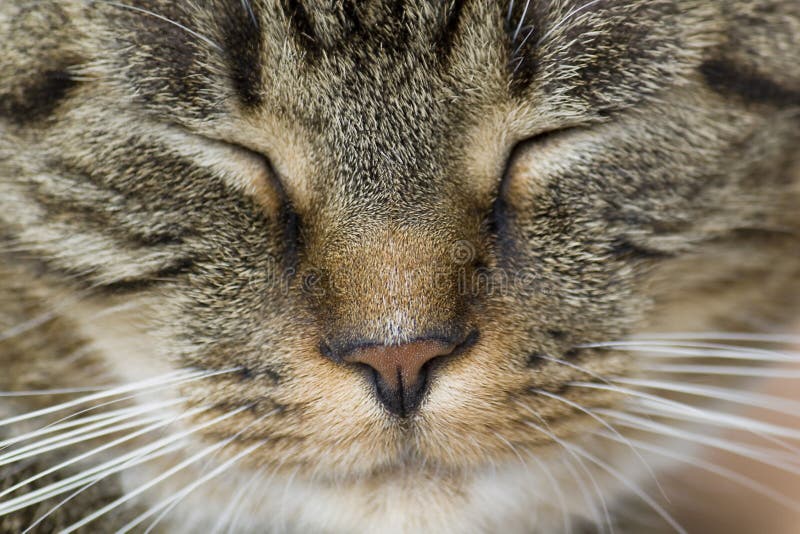 Cat Face stock image. Image of animal, furry, kitty, sleeping - 30424065