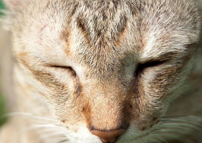 Cat face closeup stock photo. Image of wildlife, looking - 86029082