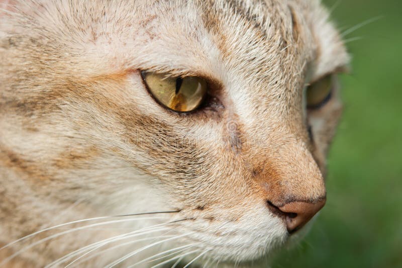 Cat face closeup stock photo. Image of young, look, eyes - 86029742
