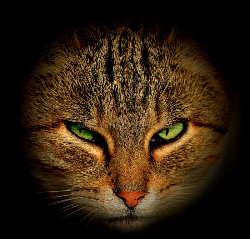 Cat stock image. Image of fear, mystical, symbolic, face - 46037257