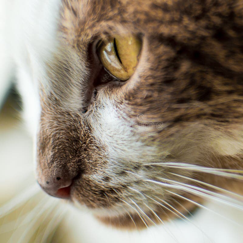 Cat Face stock photo. Image of closeup, cats, color - 108410596