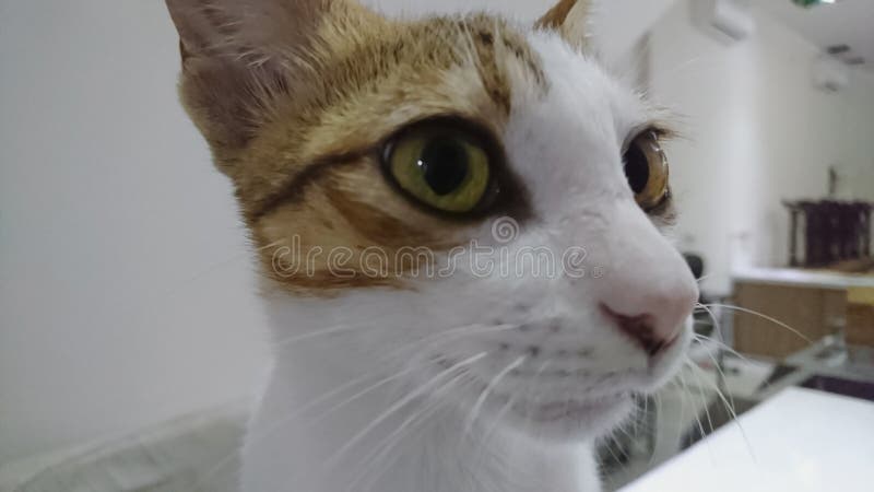Cat of face cute stock image. Image of white, animal - 181640917