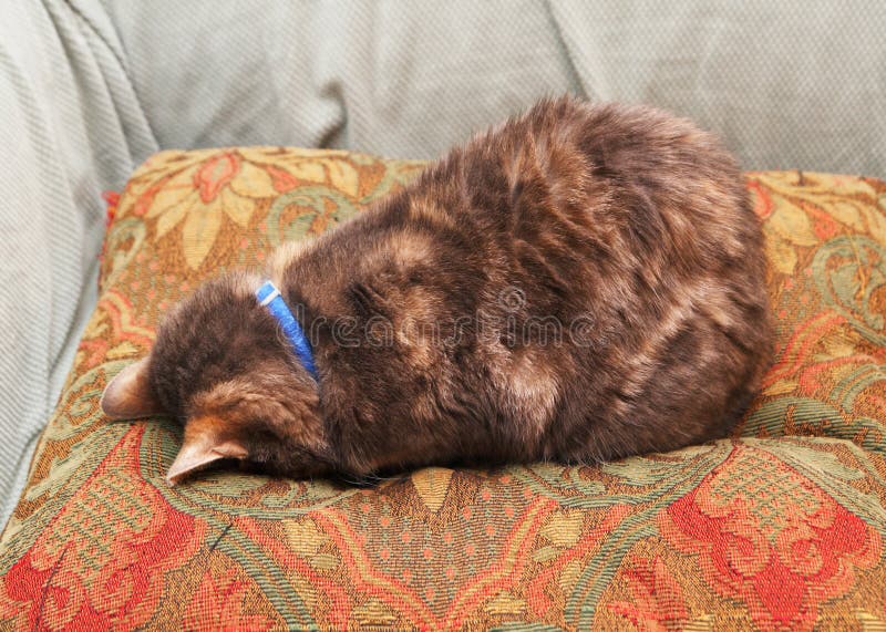 Cat face down on a pillow stock photo. Image of head - 17358220
