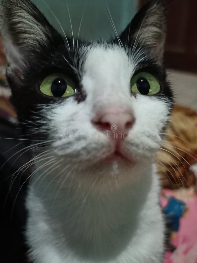 Cat face glaring in shock stock image. Image of whiskers - 221808955