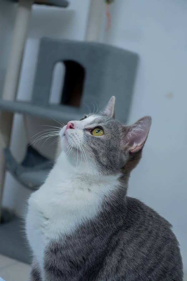 Cat face look above stock photo. Image of black, skin - 185677670