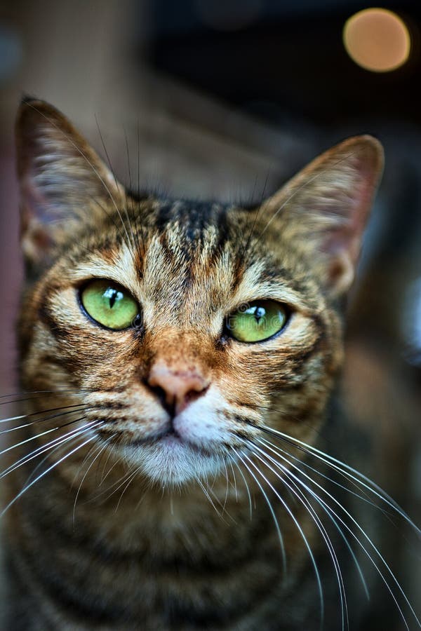 98,002 Cat Face Funny Photos - Free & Royalty-Free Stock Photos from ...