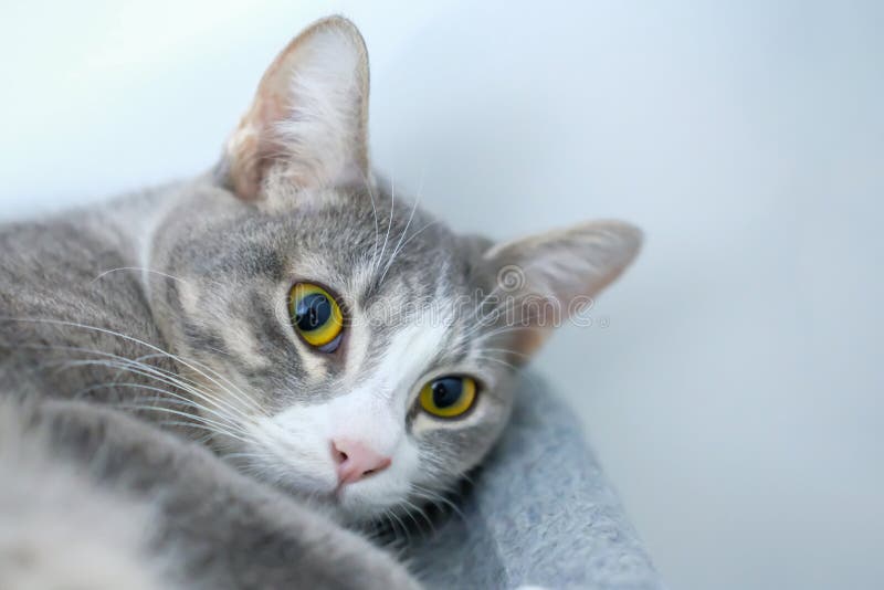 Cat face look something stock photo. Image of whiskers - 185666706