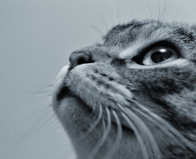 Cat Face stock photo. Image of face, lookup, wiskers - 42552722