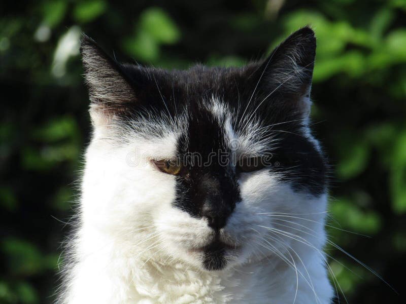 Cat face stock photo. Image of face, cats, shot, nice - 96306426