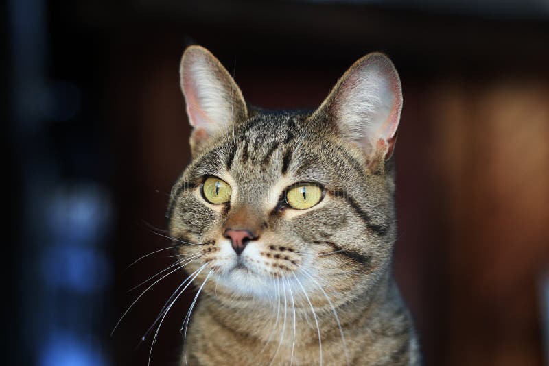 Cat face stock photo. Image of closeup, background, nose - 78969486