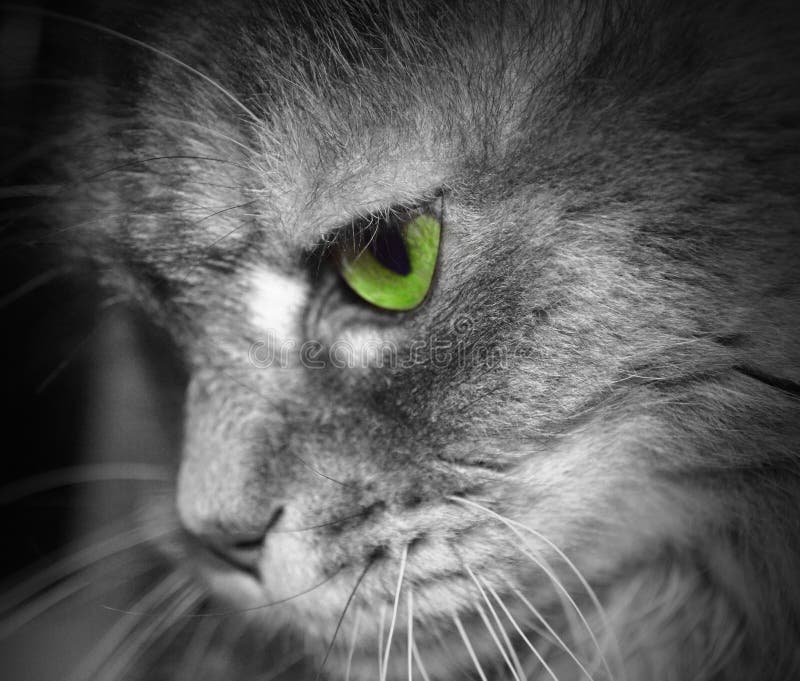 Cat Face Profile. Green Eye. Stock Image - Image of face, kitten: 48773067