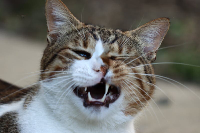 Cat Face with it S Mouth Open Stock Image - Image of face, mouth: 362521127