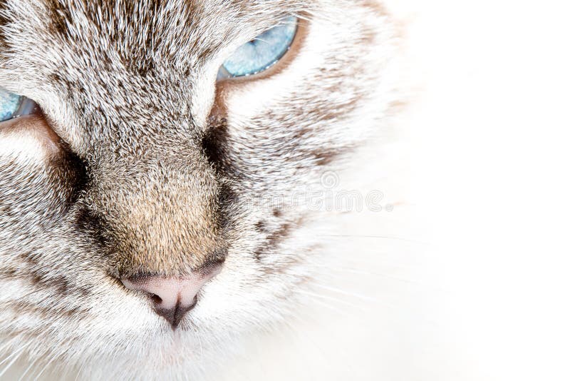 Cat Face with Serious Eyes. Closeup Stock Image - Image of face, feline ...