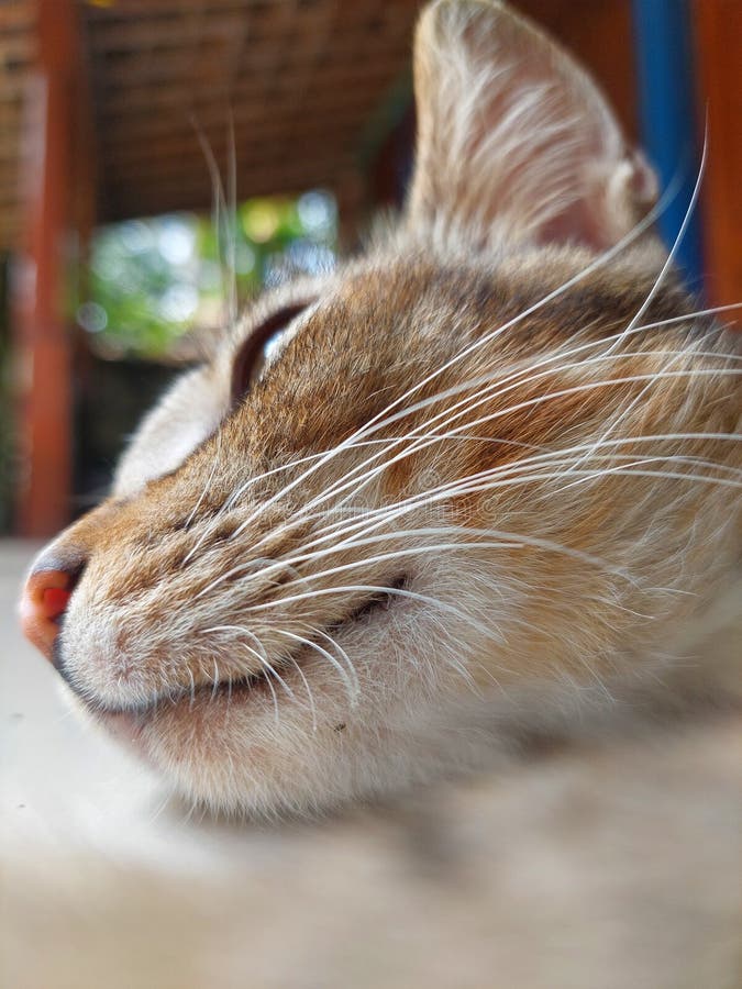 Cat Face Sleeping Soundly in a House Stock Image - Image of house, face ...