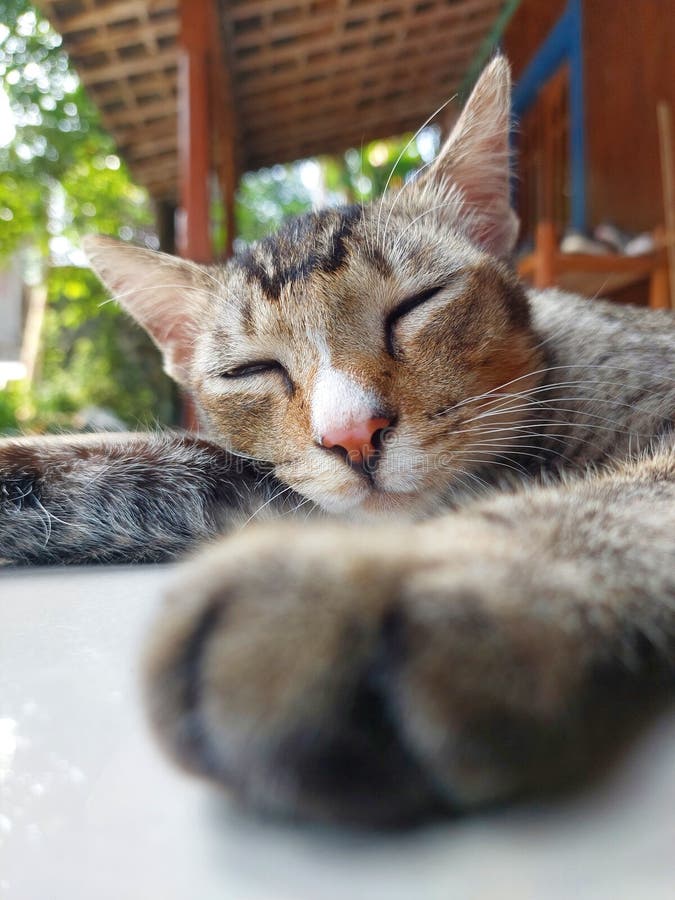 Cat Face Sleeping Soundly in a House Stock Image - Image of sleeping ...