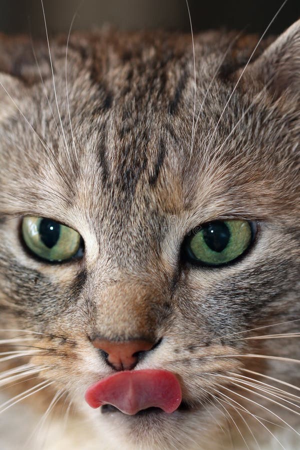 Labeled Cat Tongue Close Up