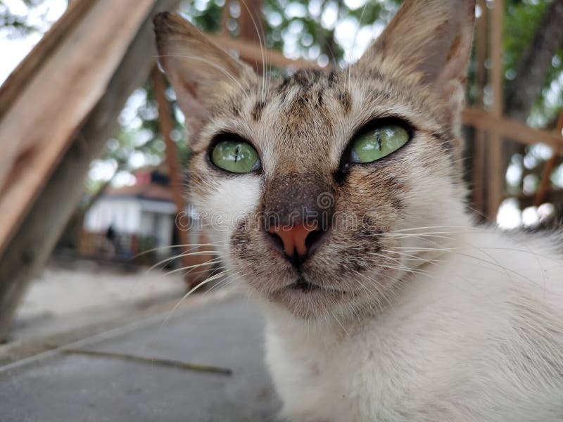 A cat with face up stock photo. Image of animal, snout - 237873802