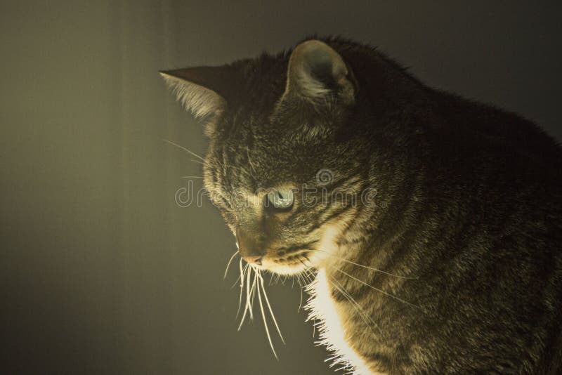 Cat faces at shadow stock photo. Image of young, cute - 107121260