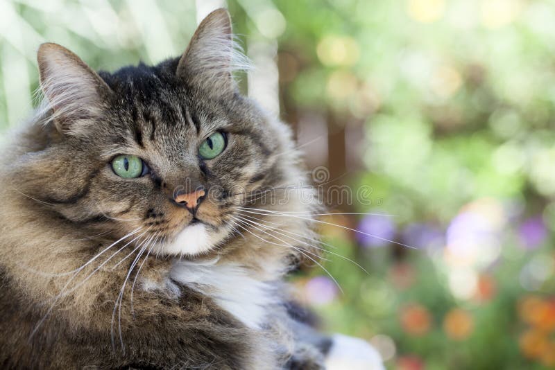 Cat Facing Camera immagine stock. Immagine di gattino - 56287065