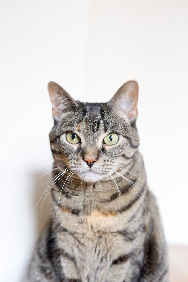 Cat stock image. Image of cats, facing, tabby, camera - 142264599