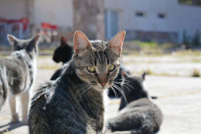 Cat facing camera stock image. Image of domestic, eyes - 92768443