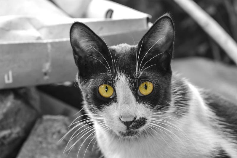 A Cat Facing the Camera with a Surprised Eye Stock Image - Image of ...