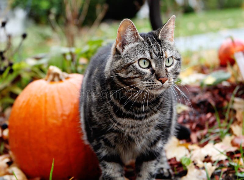 Cat in the Fall stock photo. Image of ears, nose, feline - 16872614