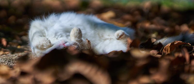 Cat in the Fallen Leaves Under Tree Stock Photo - Image of blue, leaves ...