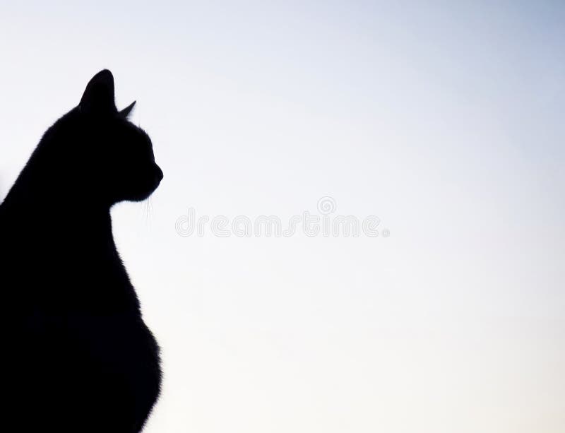 Cat with Falling Stars and Moon at Night Stock Photo - Image of ...