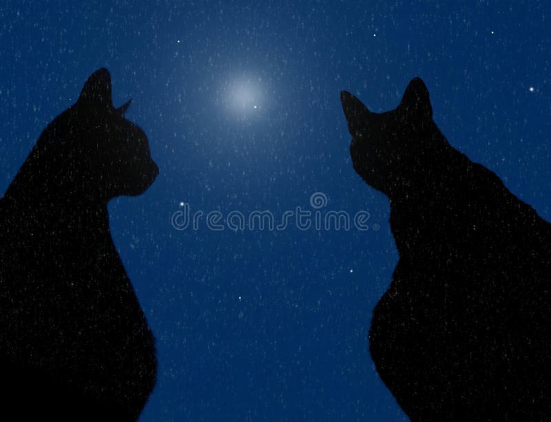 Cat with Falling Stars and Moon at Night Stock Image - Image of sunset ...