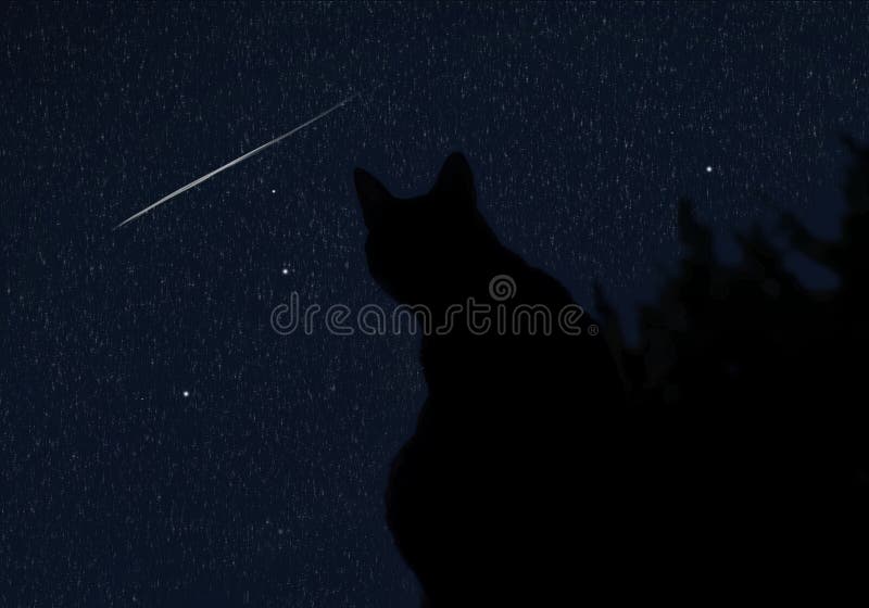 Cat with Falling Stars and Moon at Night Stock Photo - Image of ...