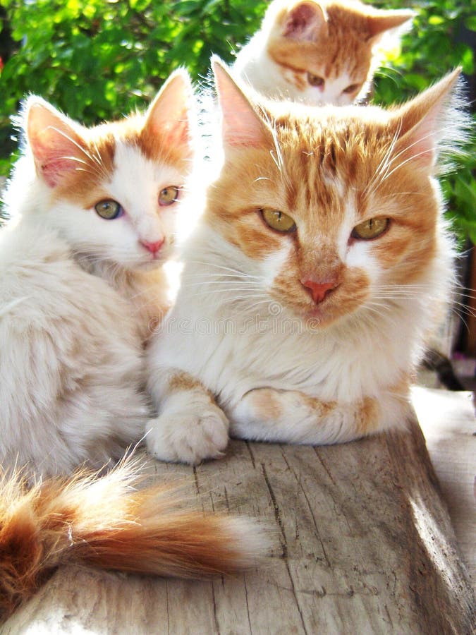 Cat family stock photo. Image of cute, mothers, love - 35236504