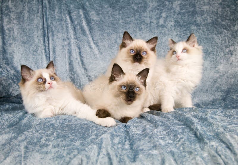 Cat family stock photo. Image of nest, animals, ragdoll - 3844512