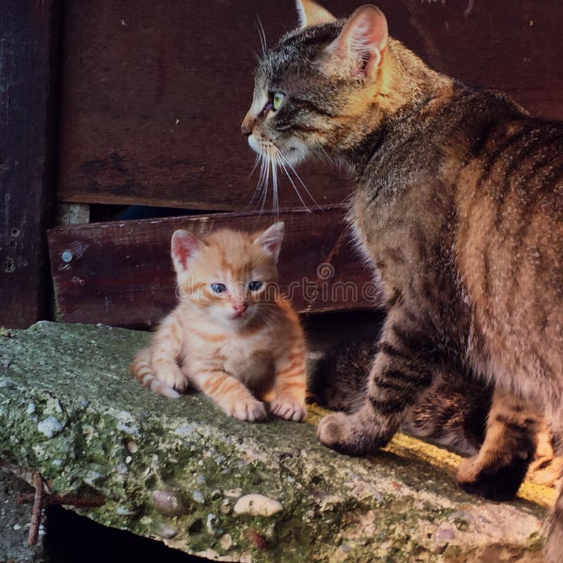 Cat family stock image. Image of animal, kitten, family - 161838581