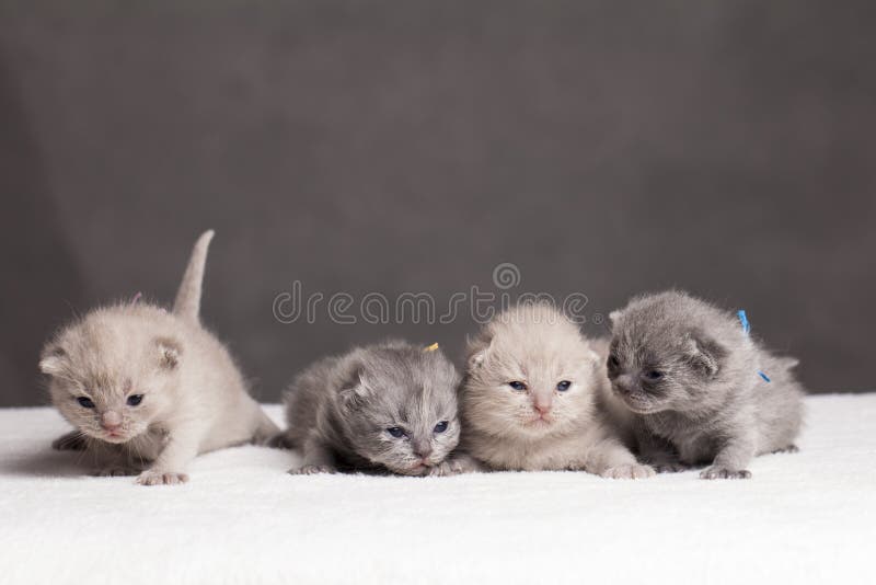 Cat Family stock image. Image of portrait, lilac, blue - 86716277