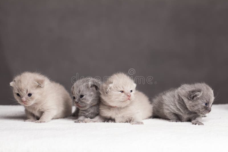 Cat Family stock image. Image of sofa, moment, compositions - 86716337