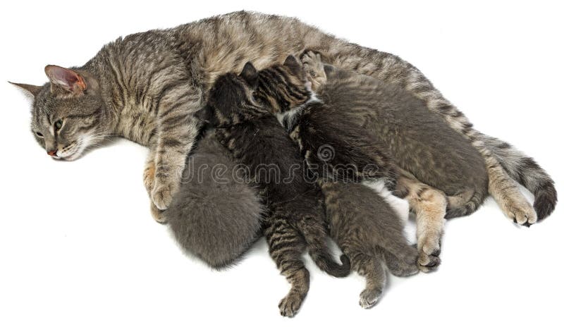 Cat family stock image. Image of grey, detail, newborn - 40351699