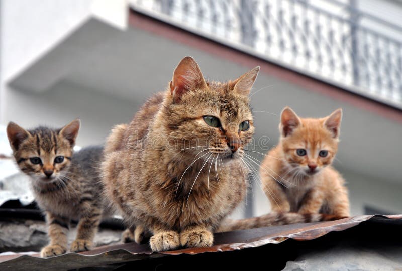 Cat family stock image. Image of felis, feline, fuzzy - 63791757