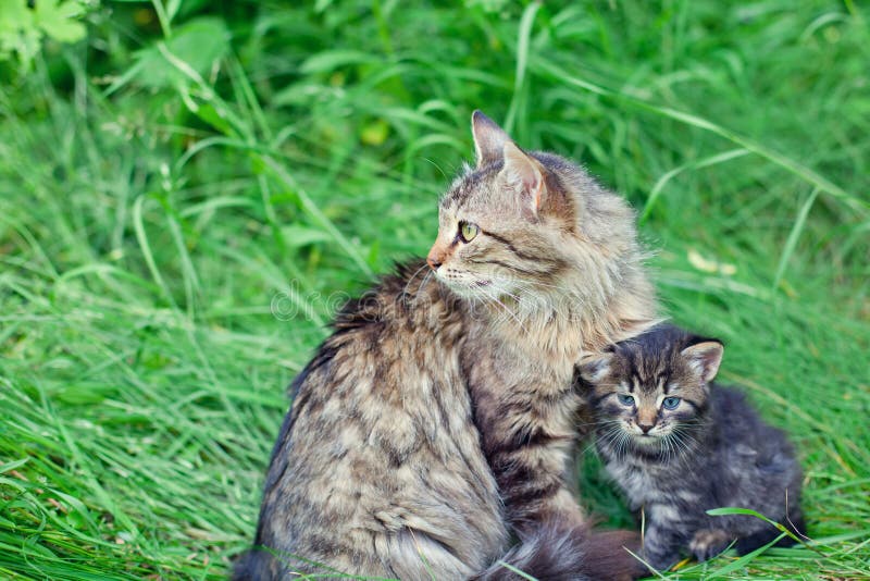 Cat family stock image. Image of nature, kitty, black - 64281533