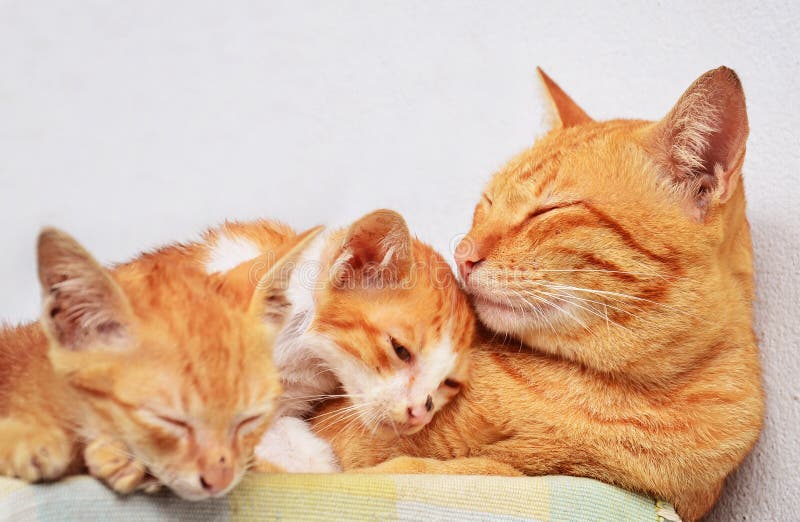 Cat Family stock photo. Image of inquisitive, kitten - 53058132