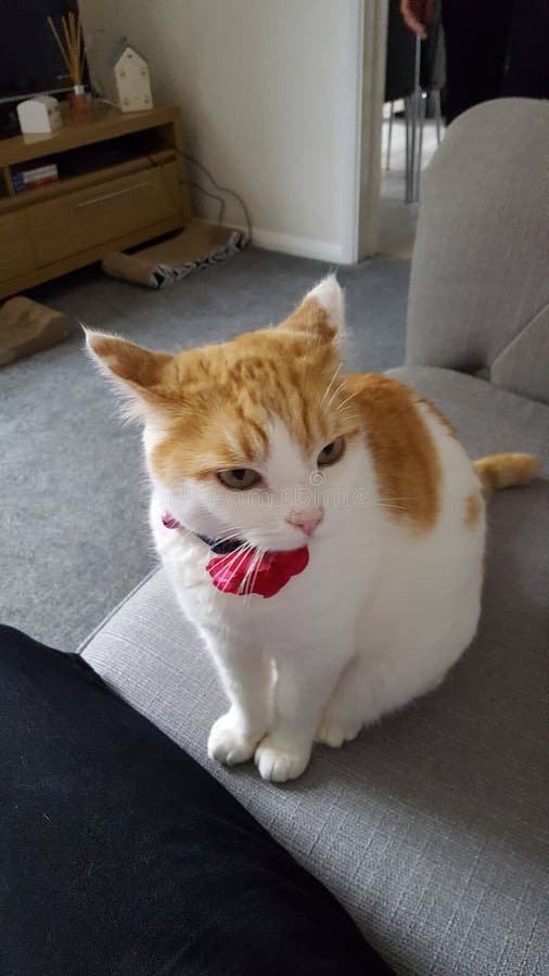 Cat far god stock photo. Image of sofa, sitting - 91136928